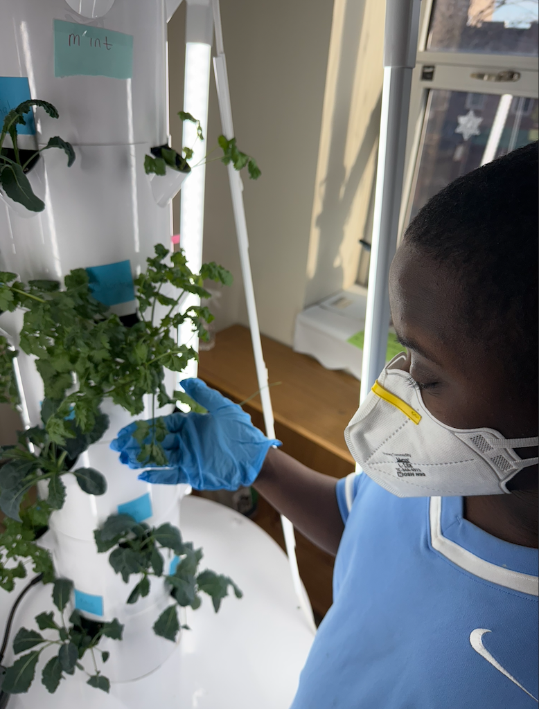 The Peak of Pico de Gallo | D75 Plant Learn Grow
